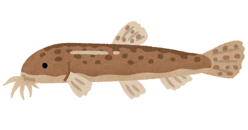 ドジョウの寿命はどのくらいなの?長生きできる飼育方法をご紹介! | 暮らしぷらす